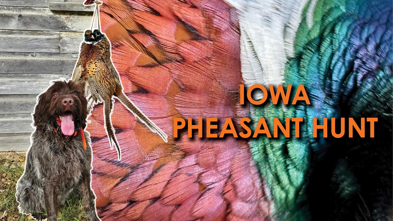 Iowa Pheasant Hunt | Chasing Spooky Birds - YouTube