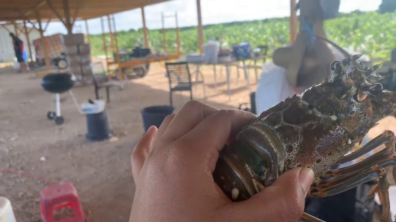 cambodia guava farm in homestead florida part 1 - YouTube