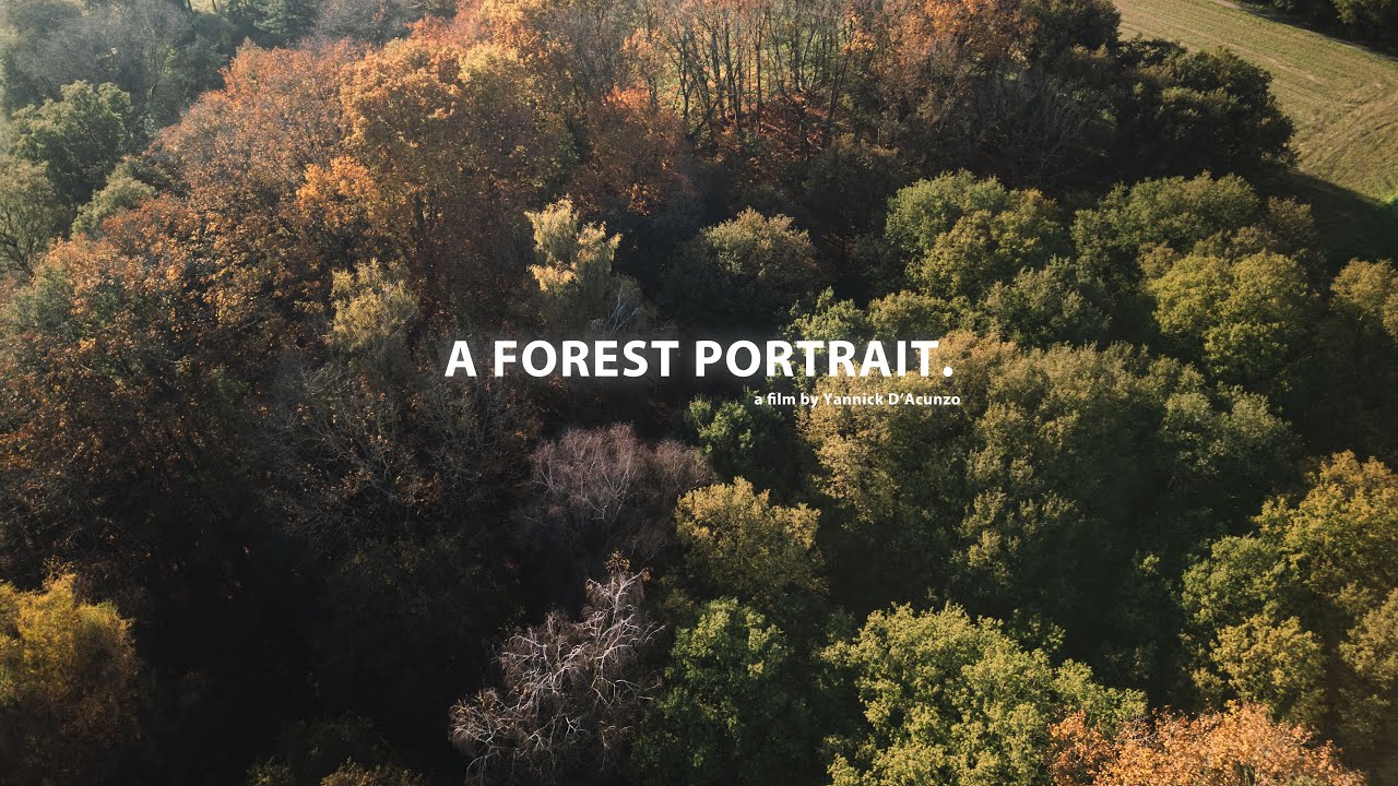 a forest portrait | A film by Yannick D'Acunzo - YouTube