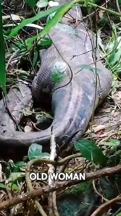 Snake Eats Woman #news #nature #snake #respect - YouTube