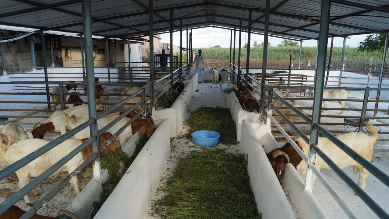 शेळी पालन शेड कसे असावे | बकरी फार्म शेड कैसे बनाये |Goat farming Shade ...