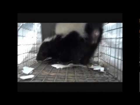 skunk spraying - YouTube