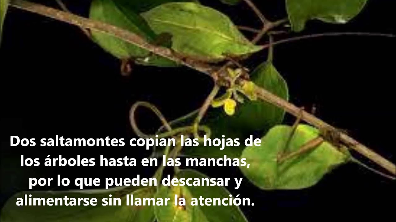 Adaptaciones en relación a la predación - YouTube