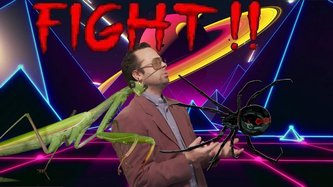 Praying Mantis vs Black Widow Crazy Fight! - YouTube
