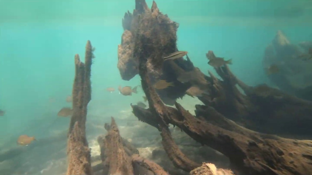 Swimming in Crystal clear Springs in Florida - YouTube