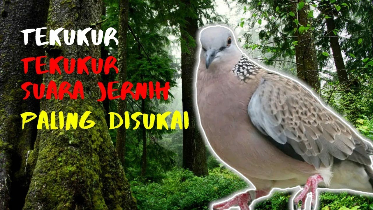 tekukur super gacor pancingan pikat untuk semua burung yang malas bunyi ...