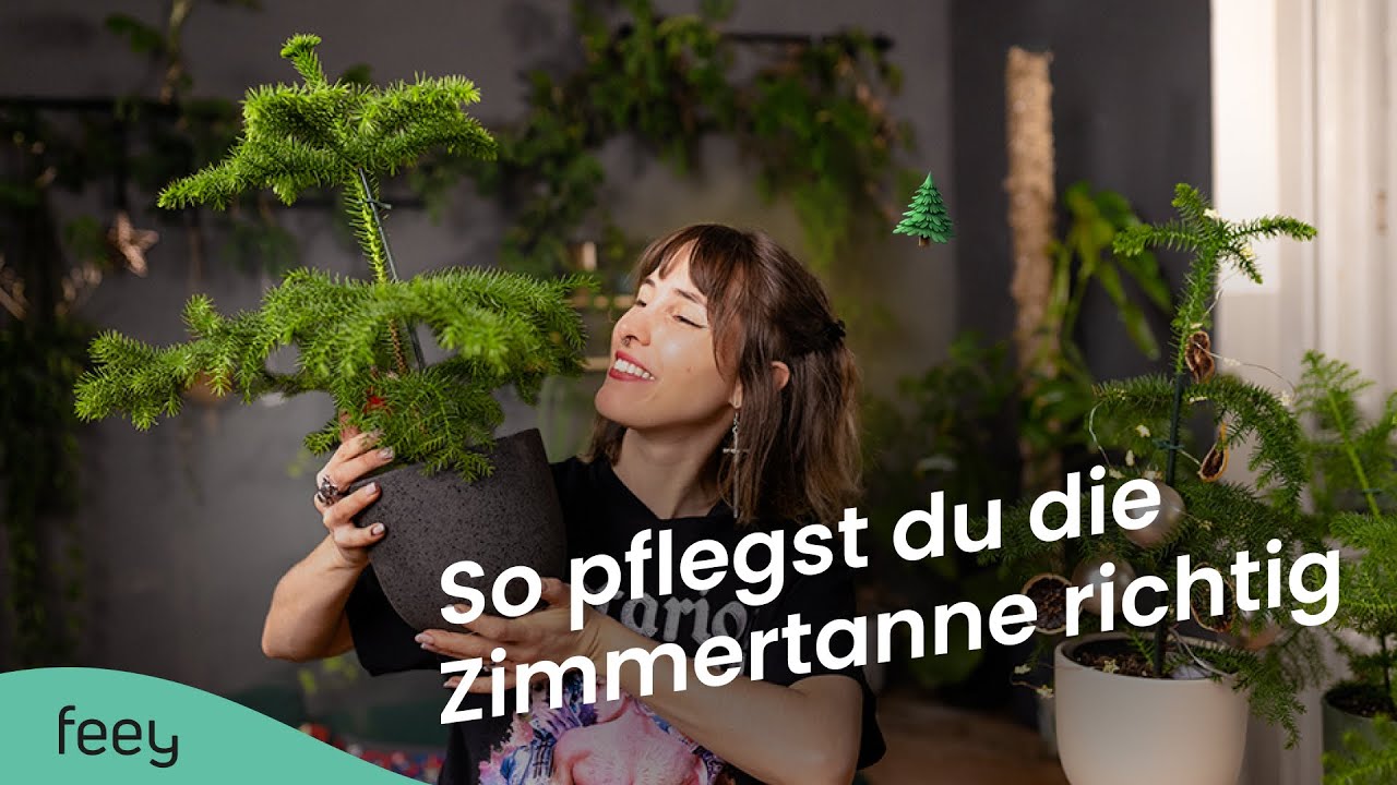 Zimmertanne (Araucaria) richtig pflegen – der komplette Guide 🌲 | feey ...