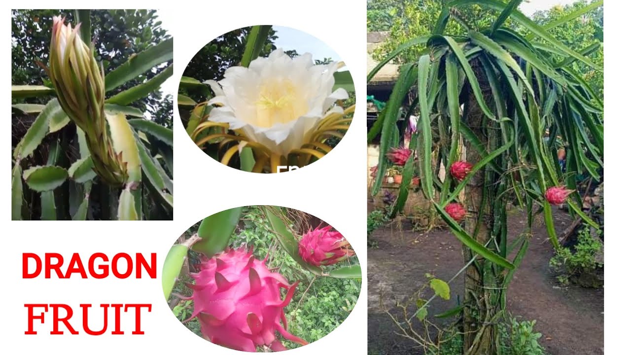 MAY BUNGA NA ANG DRAGON FRUIT||GHEN'S ART - YouTube