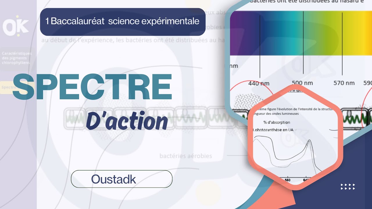 1BAC | Comprendre le spectre d'action en SVT ! - YouTube