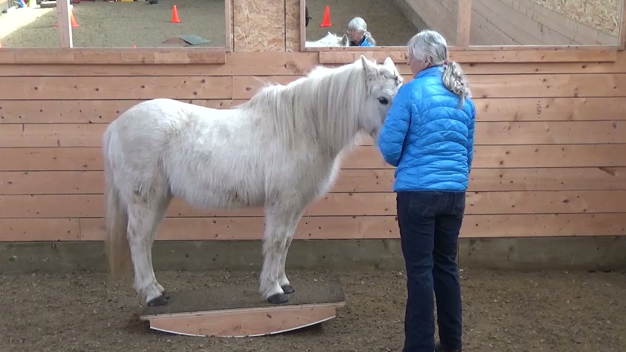 Teach your horse to gain awareness of hind end movement. - YouTube