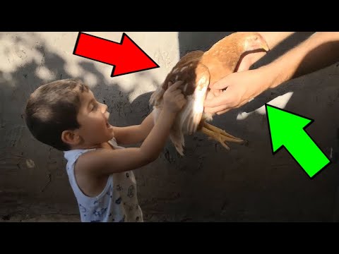 Pepee Niloya Caillou ve Şila gibi Eğlenen Taha | Taha Tavukları Seviyor | Eğlenceli Çocuk Videosu