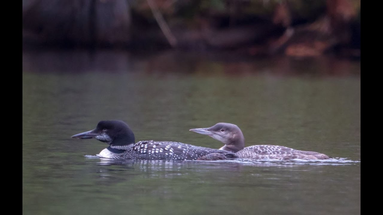 Loon Eats a BIG Fish, Adirondacks, 2021 - YouTube