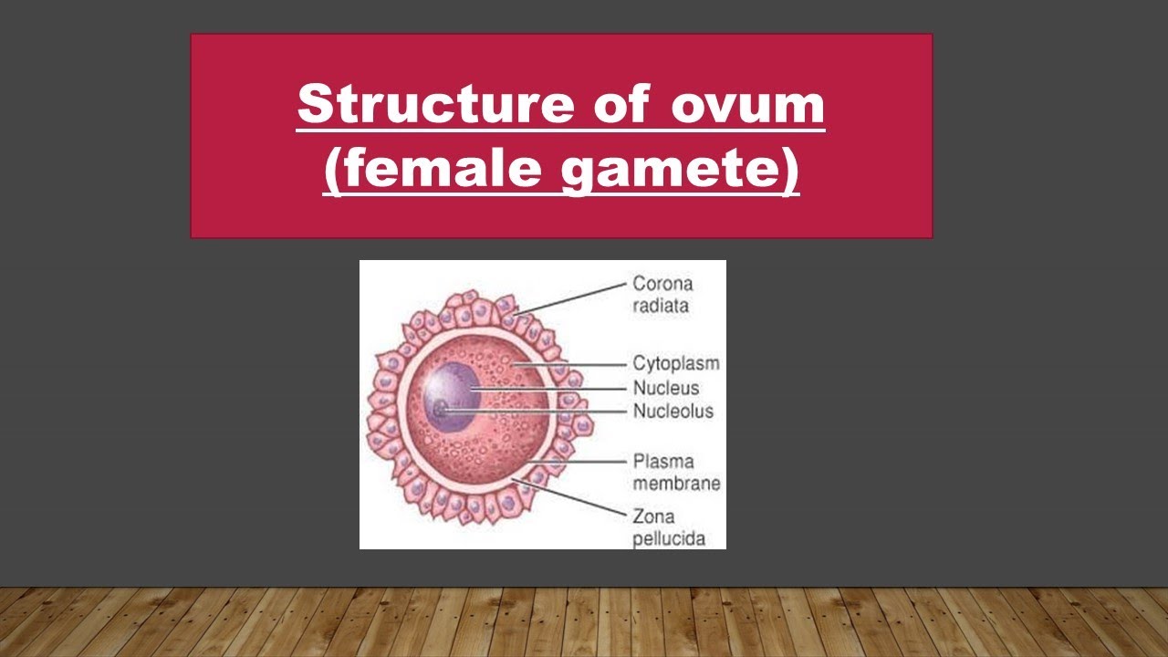 Gametogenesis / 5 Structure of ovum - YouTube