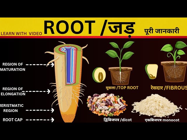 Fibrous Root Examples With Names In India