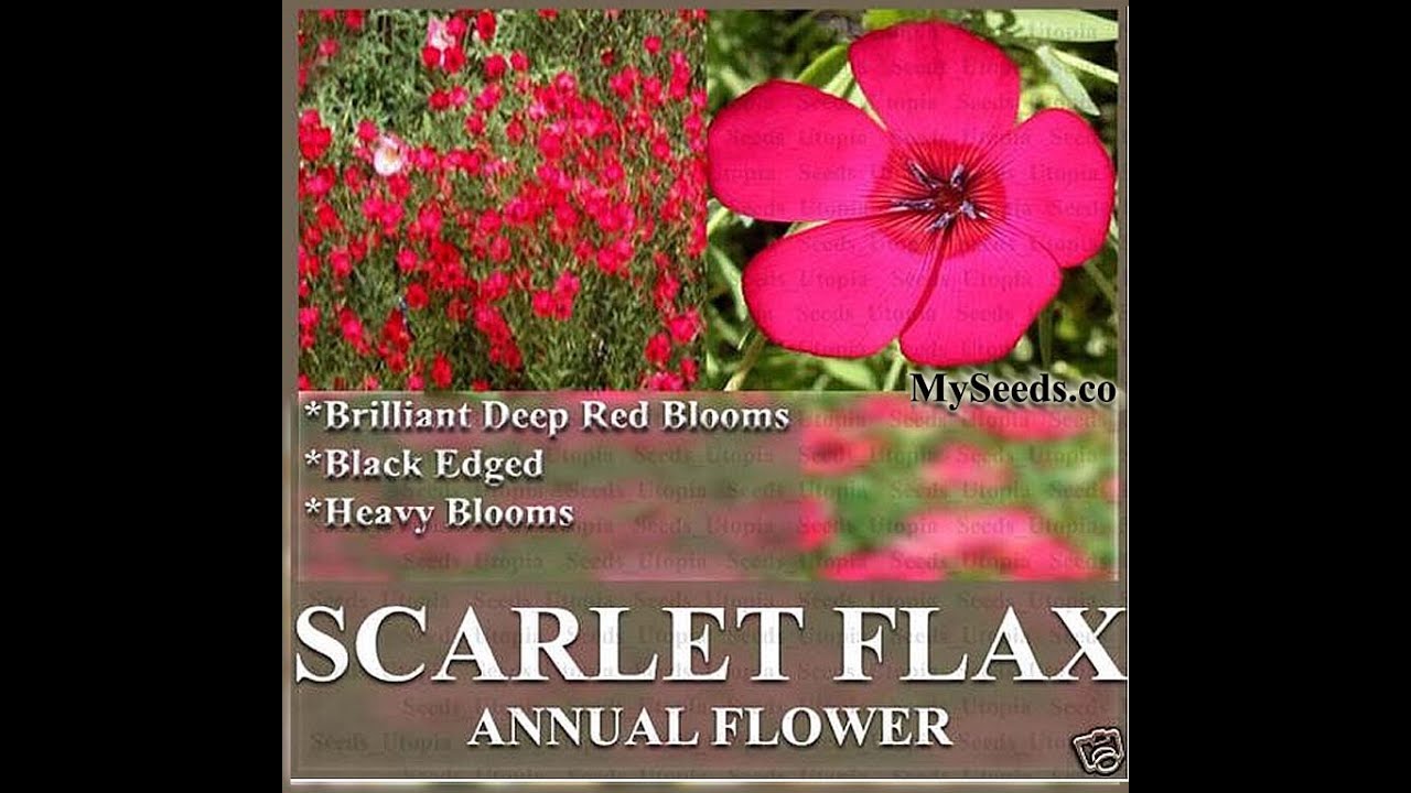 SCARLET FLAX Seed ~ BRILLLIANT DEEP RED - Linum grandiflorum rubrum ...