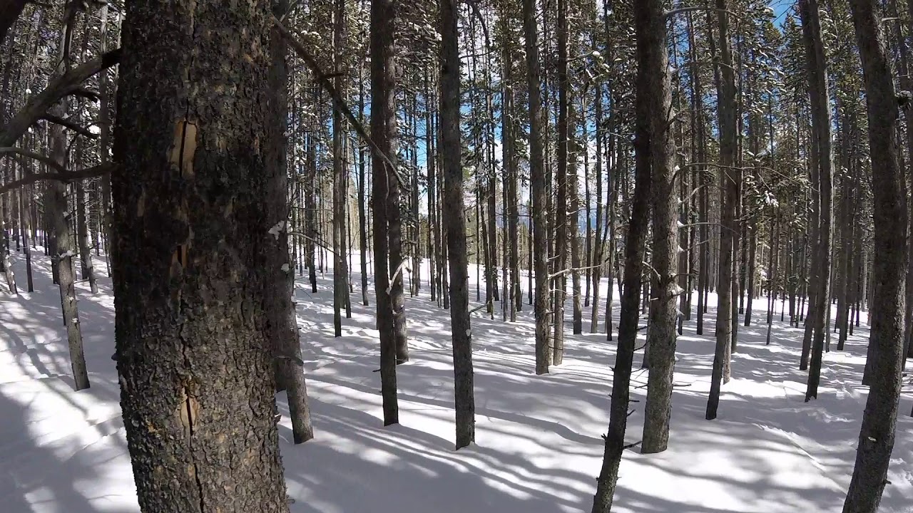 Tree Skiing - YouTube
