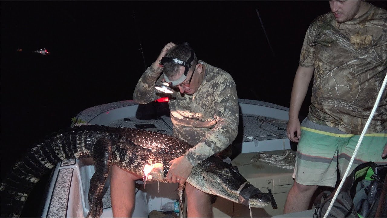 7ft alligator got crushed by Massive Cannibal Gator!!! {Deer Meat For ...