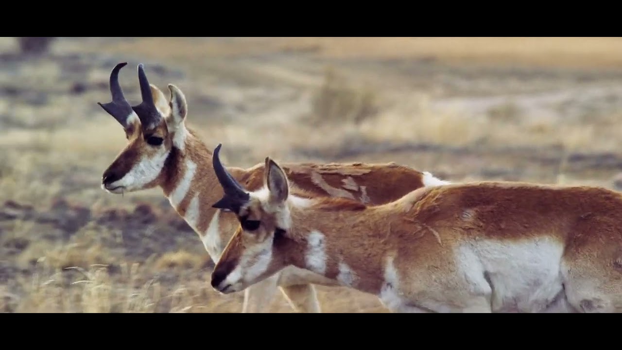 Pronghorn - YouTube