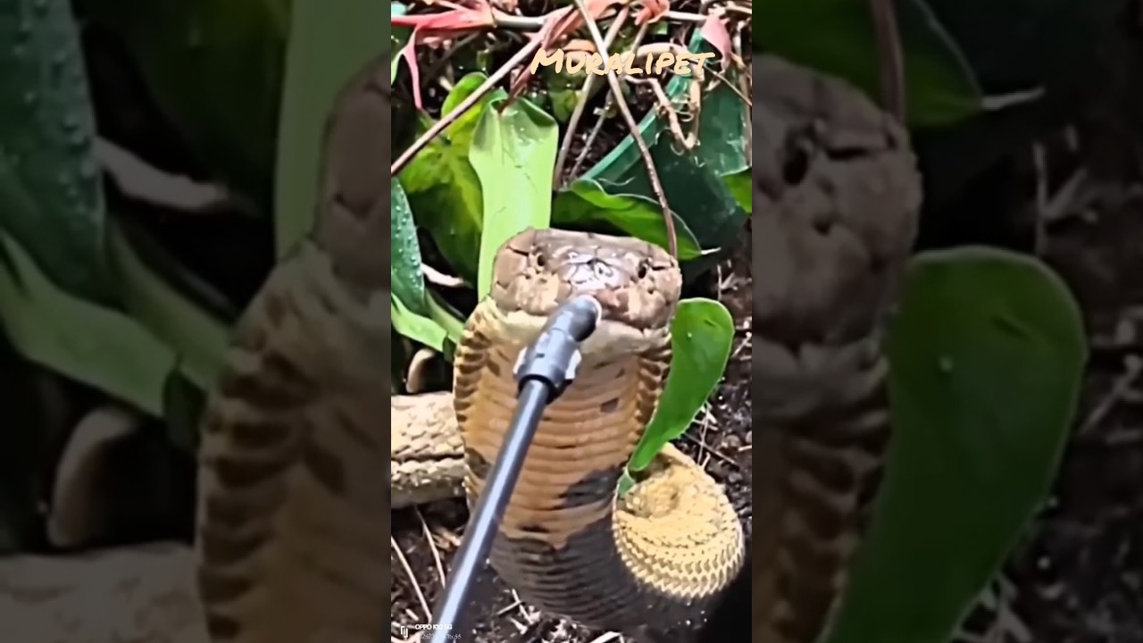 snake drinking water 💦#viralvideo #trending - YouTube