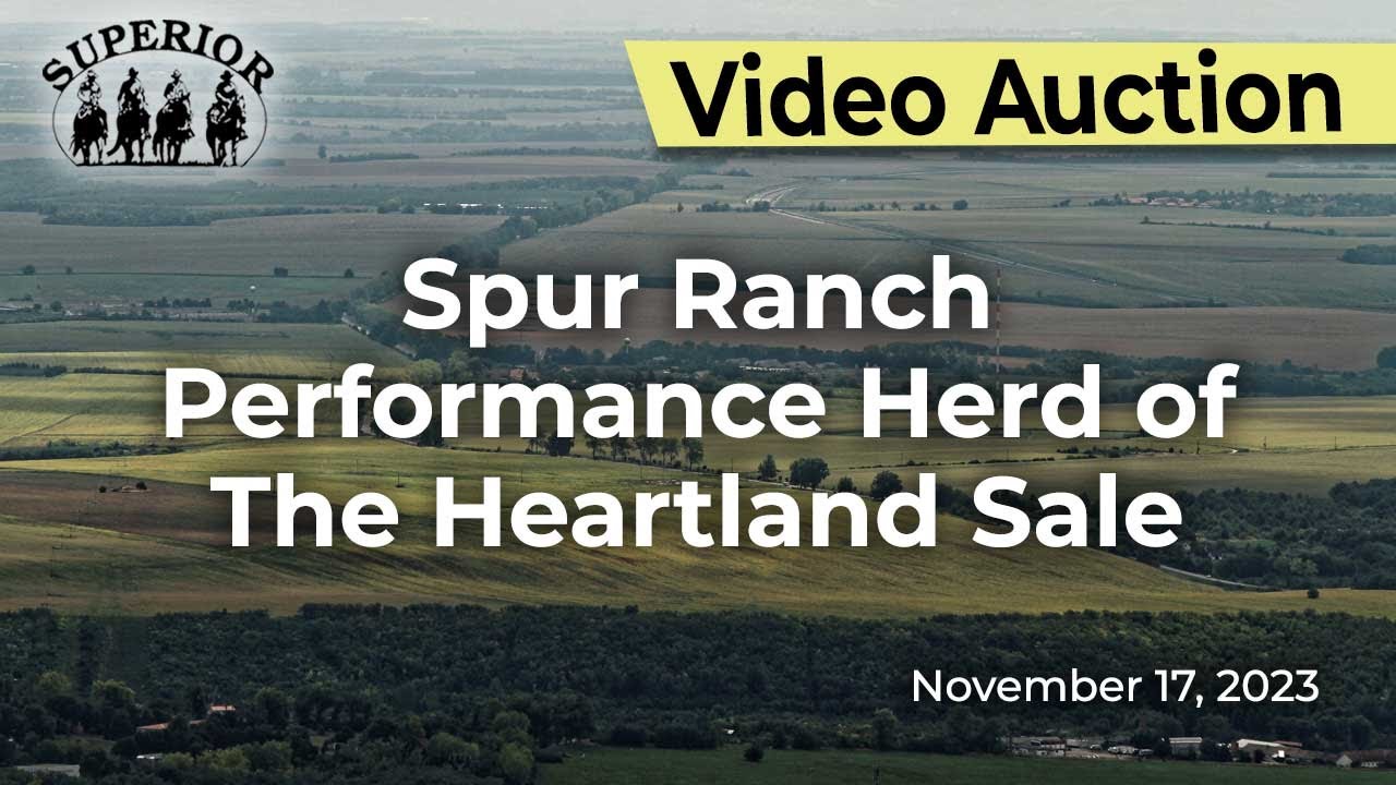 Spur Ranch - Performance Herd Of The Heartland Sale - YouTube