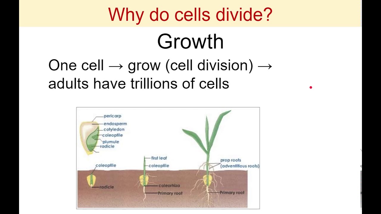 1 Why Do Cells Divide YouTube 1 Why Do Cells Divide YouTube