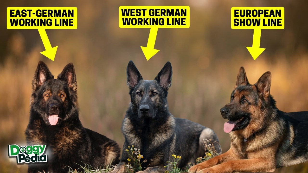 5 Different Types Of German Shepherds - Which Is Right For You? - YouTube