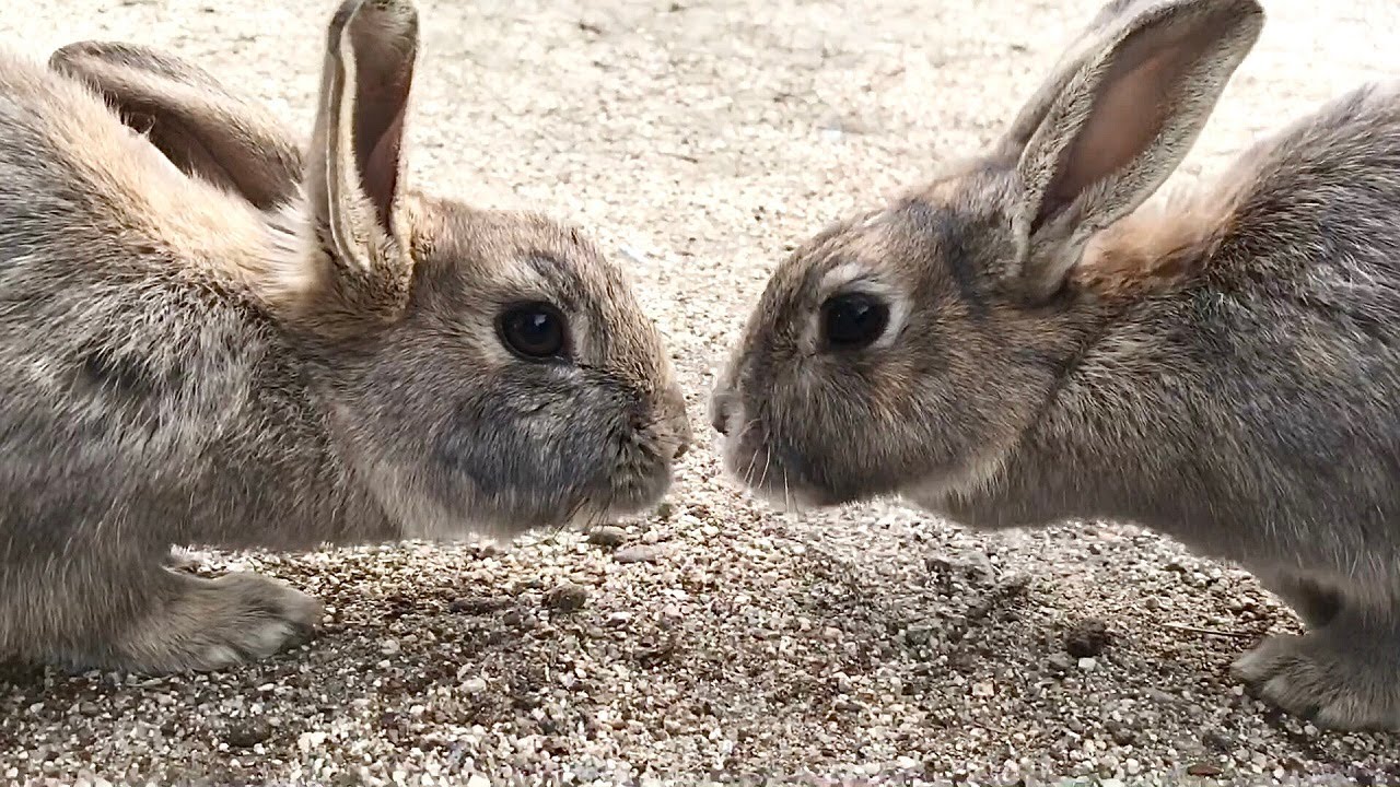 Which rabbit do you think will win? - YouTube