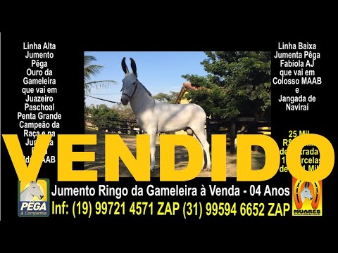 VENDIDO Jumento Ringo da Gameleira VENDIDO (19) 997214571 ZAP