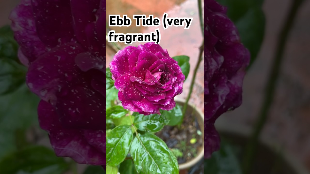 Ebb Tide|Rose - YouTube