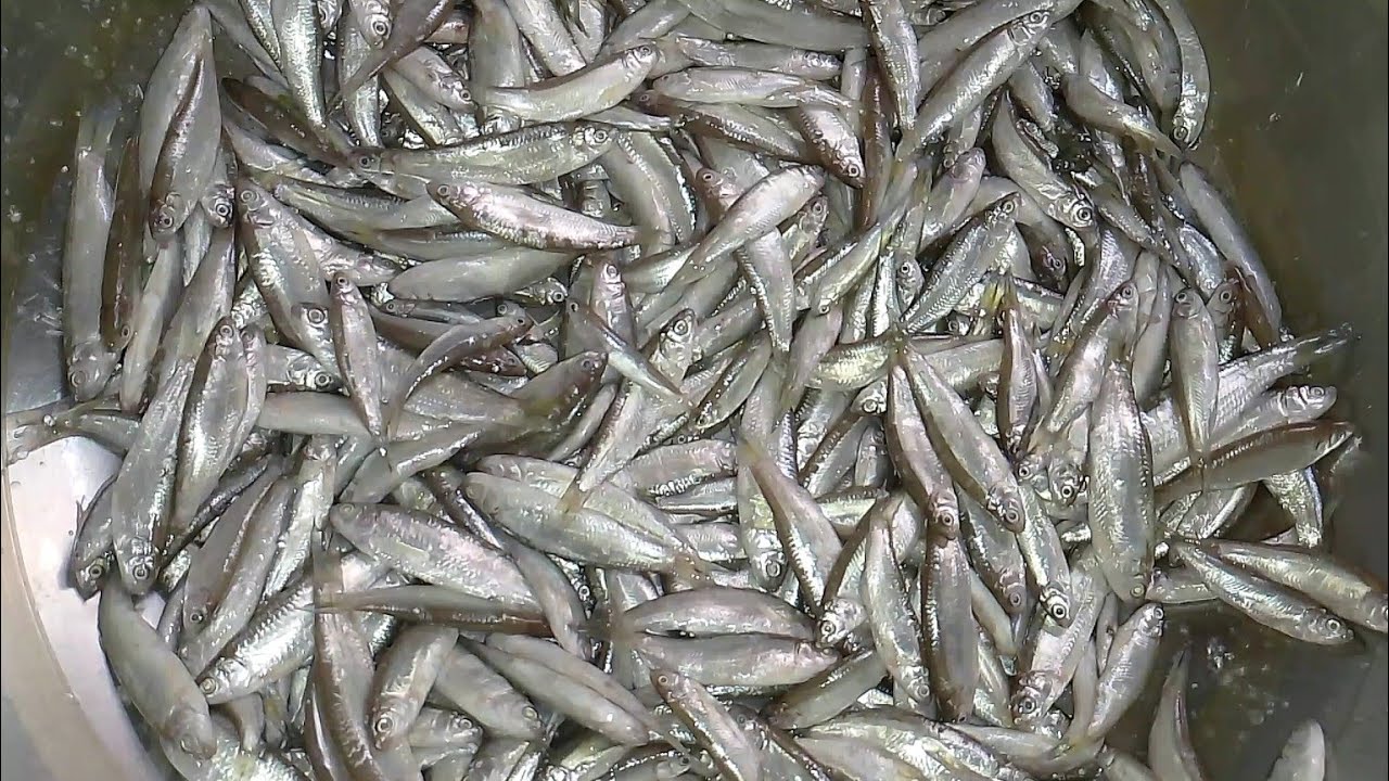 chelwa machli banane ki vidhi 😋😋 | chelwa machli | chelwa machli recipe ...