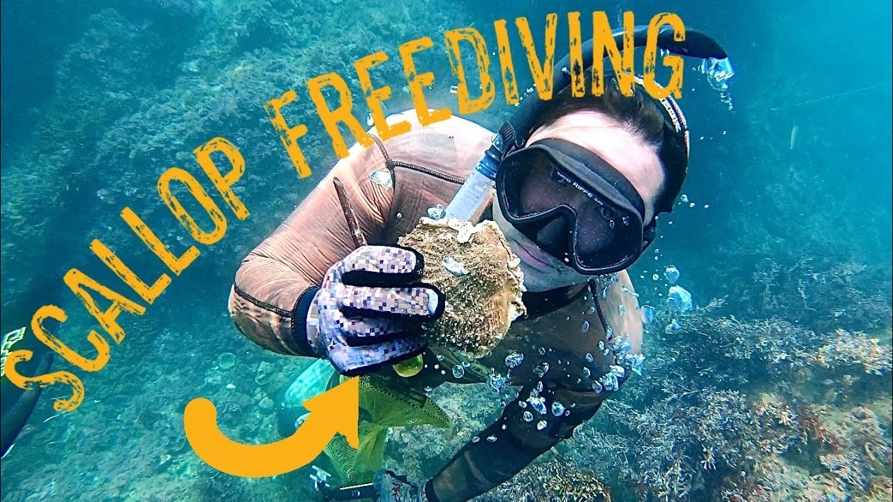 Southern California Rock Scallop Freediving Tips and Tricks - YouTube