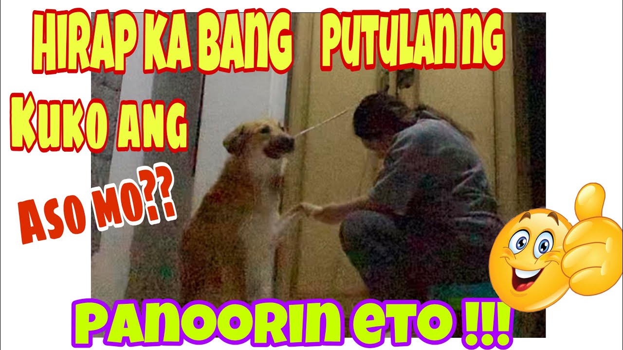 TIPS KUNG PAANO PUTULAN NG KUKO ANG INYUNG MGA ASO - YouTube