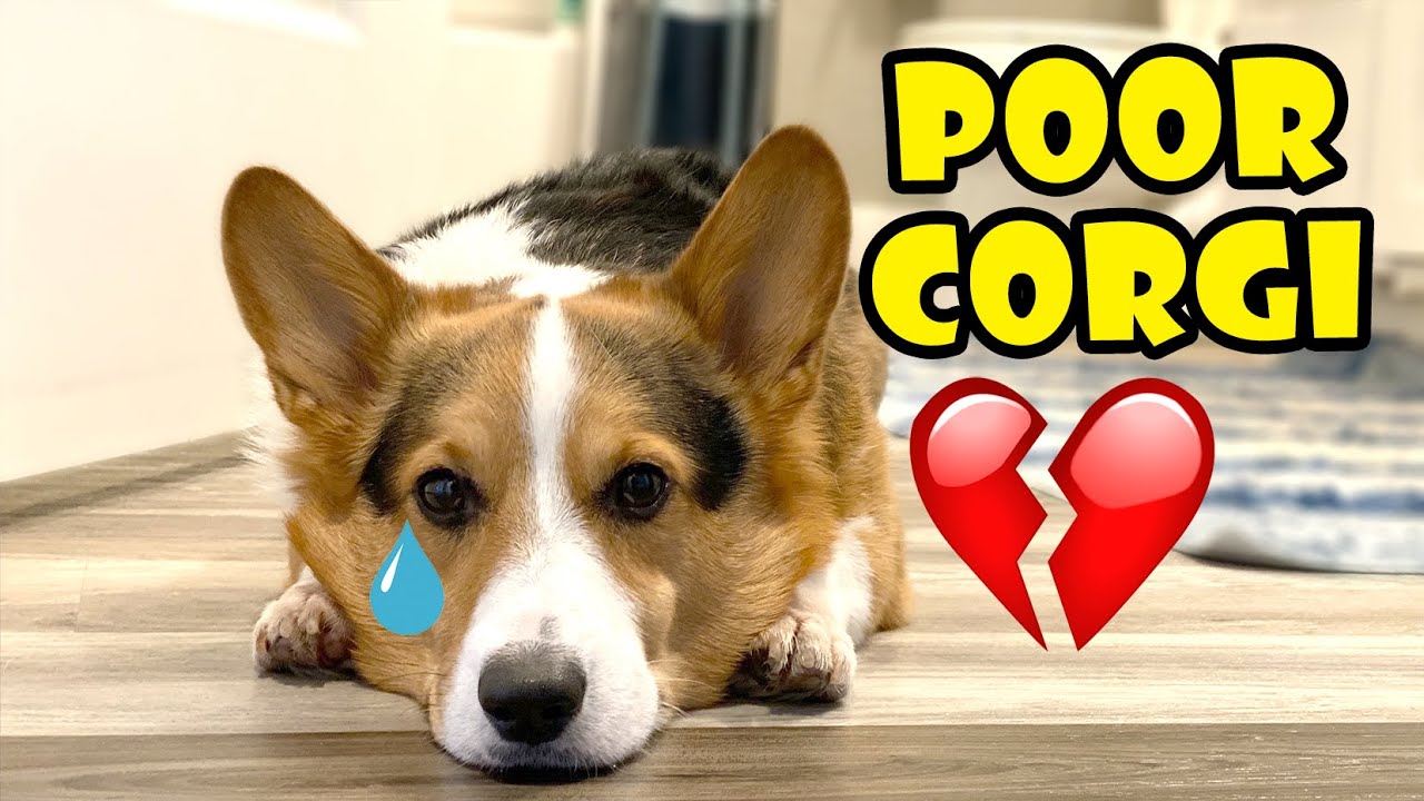 POOR CORGI Crying from Mysterious Injury -- Taken to Vet || Life After ...