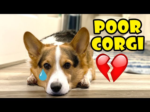 Crying Corgi