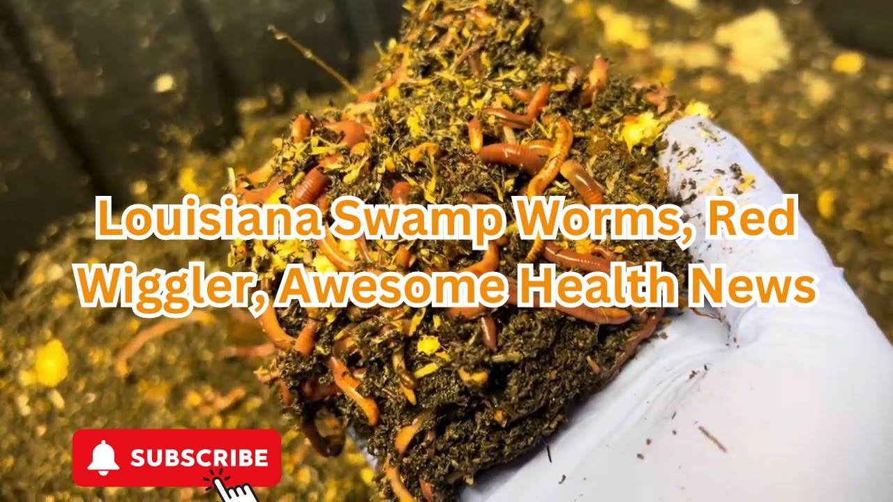 Red Wigglers, Louisiana Swamp Worms. Giant Bin peek, awesome health ...