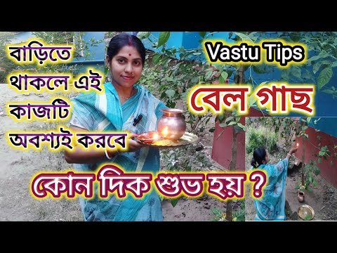 বাস্তুতে কোন দিকে বেল গাছ লাগানো শুভ || Vastu Shastra Bel gach barir ...