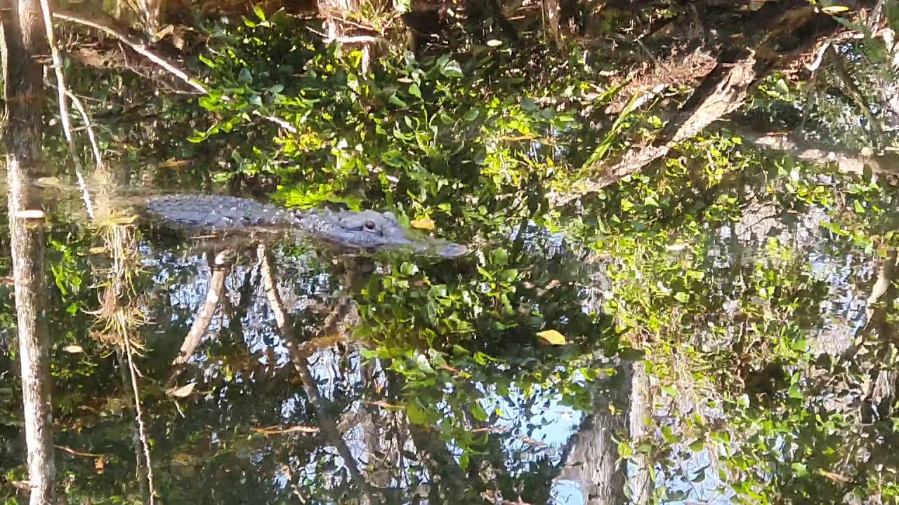 ALLIGATOR FLORIDE LOOP ROAD - YouTube