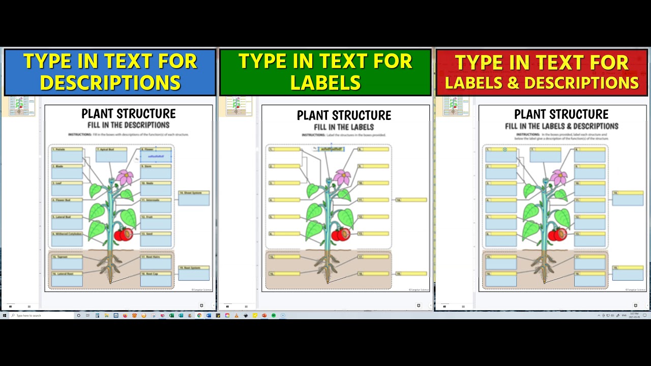 Plant Structure - Interactive Google Slides Activities (by Tangstar ...