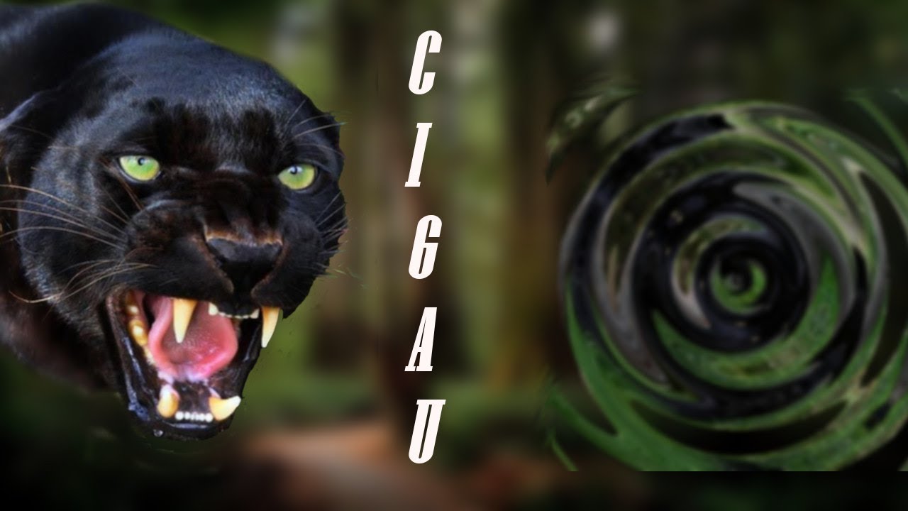 11# Kryptozoologia - Cigau - YouTube