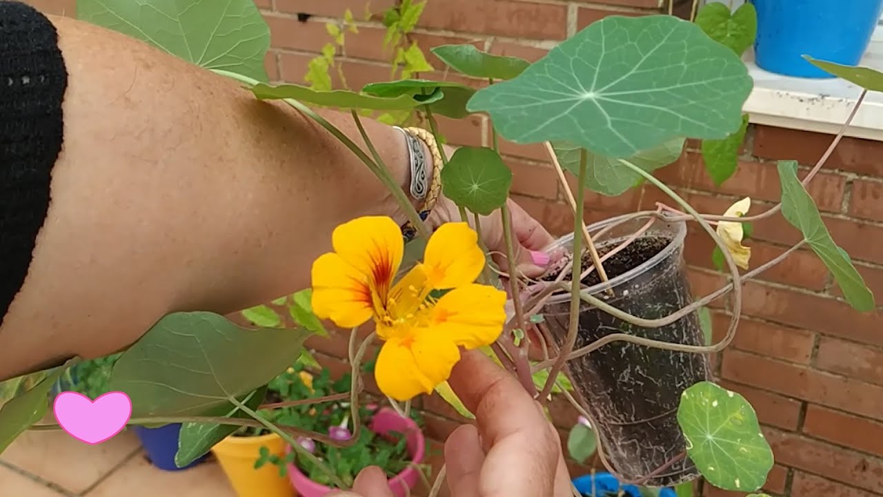 Consejos Para El Cultivo De Capuchinas