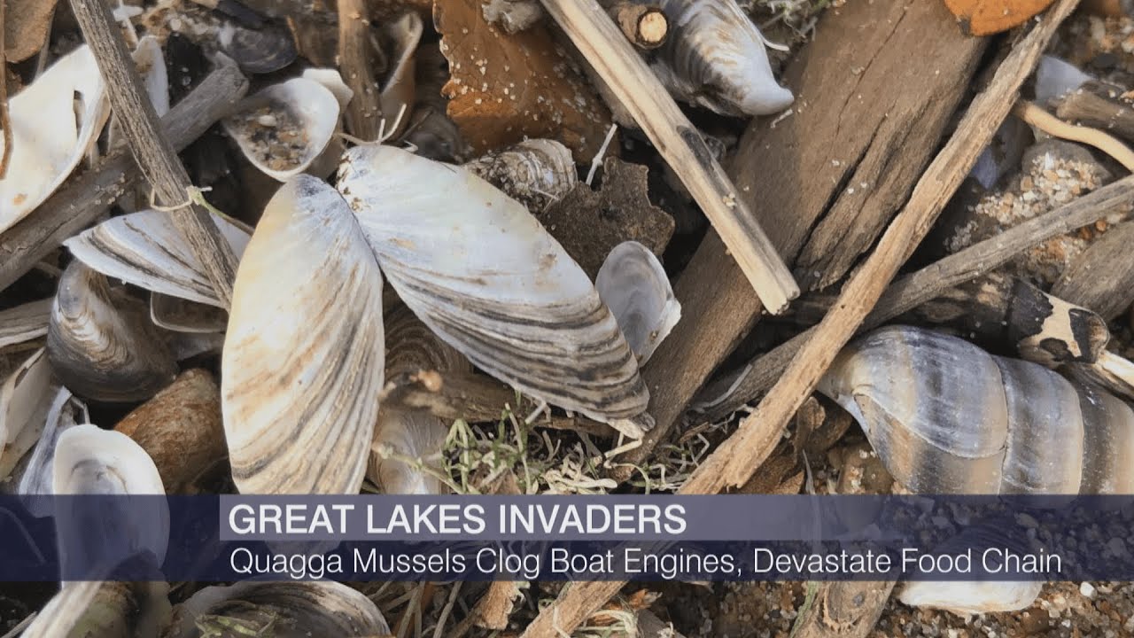Great Lakes Invaders Storm a Chicago Beach - YouTube