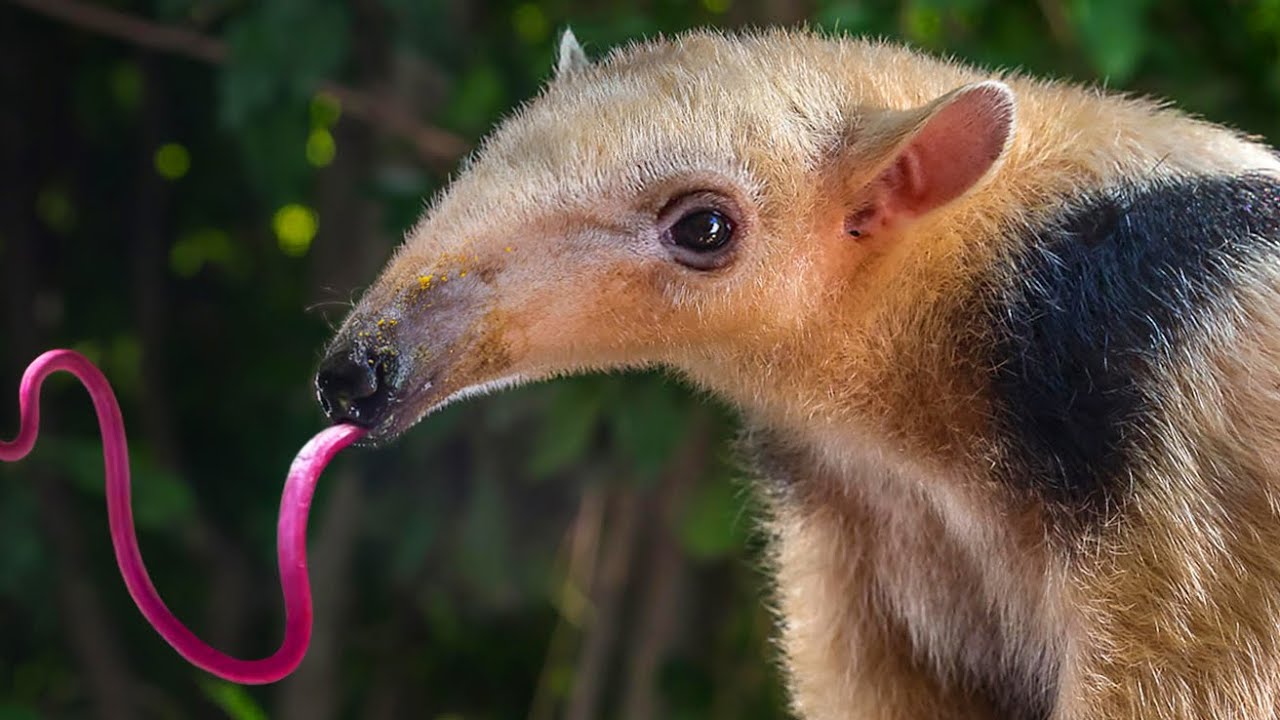 The Cutest Ant Eater In The World | Tamandua - YouTube