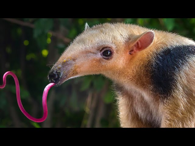 Anteater Mouth A Lesser Anteater Sticks Out His Really Long Tongue To