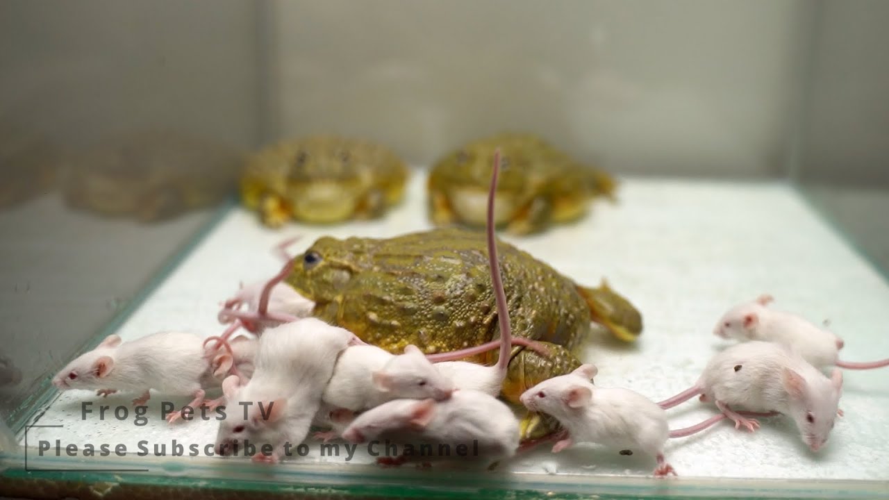 Can Three African Bullfrog Eat Ten Mice | Warning Live Feeding. - YouTube