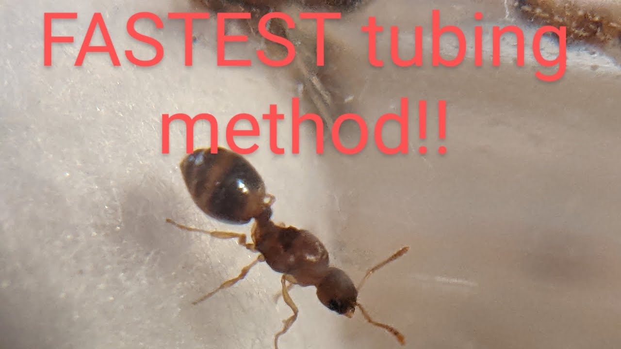 The FASTEST Tubing method (for polygynous ants) - YouTube