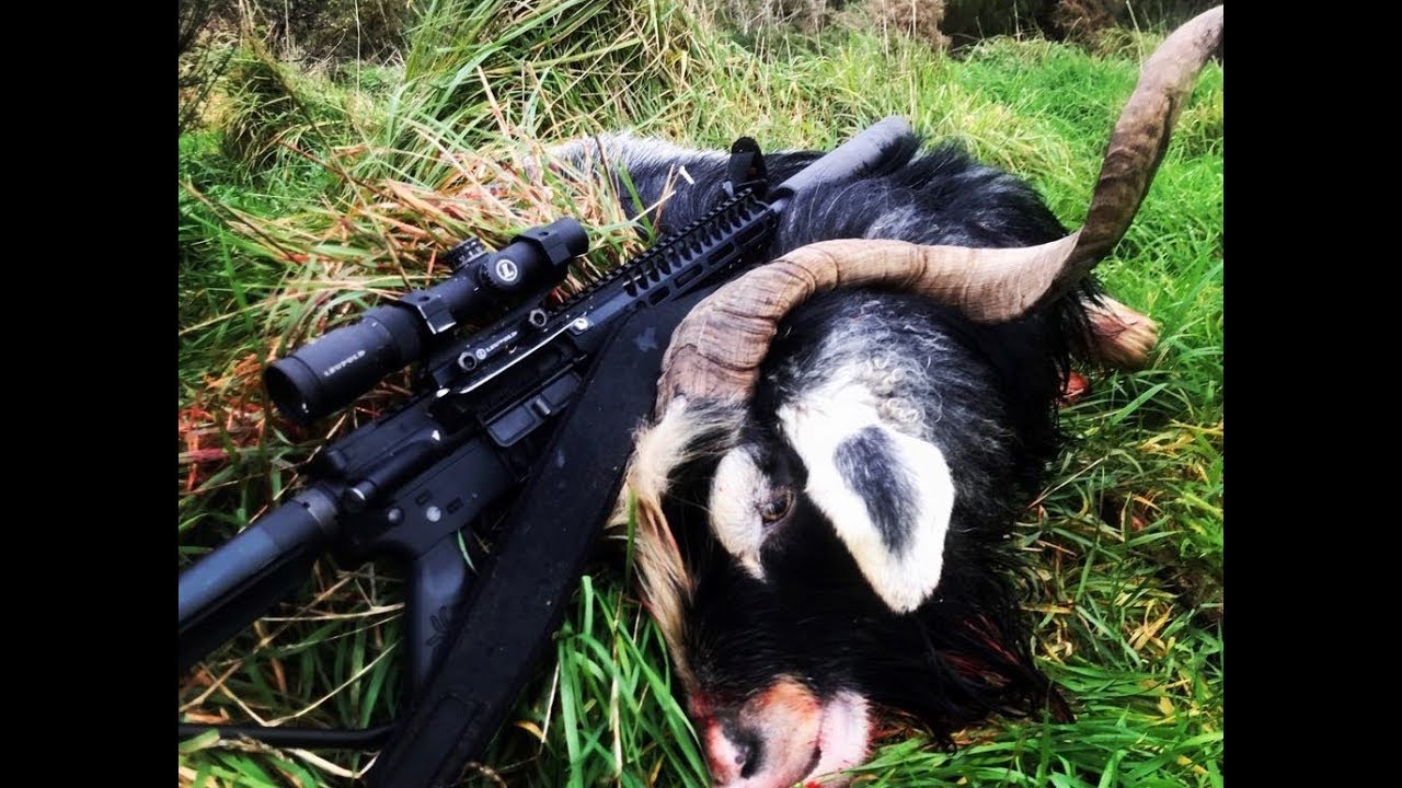 Goat Culling Highlights 2017 - YouTube