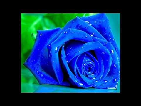 Blue Rose