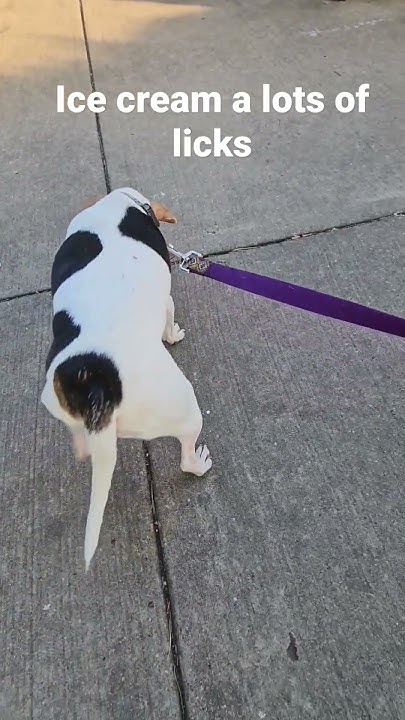 Pawsome night for ice cream with our dogs - YouTube