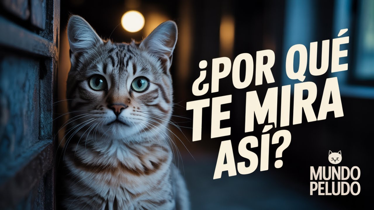 5 secretos que tu gato nunca te dirá - YouTube