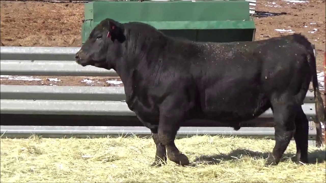 Connealy Angus Lot 522 - YouTube
